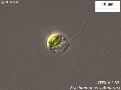 UTEX 163 Brachiomonas submarina | UTEX Culture Collection of Algae