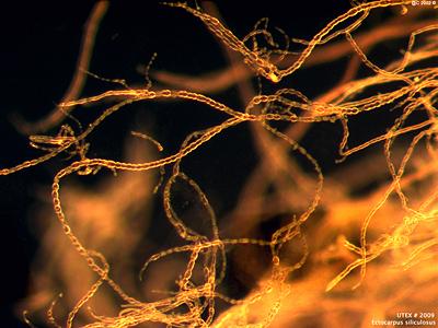 ectocarpus is red algae