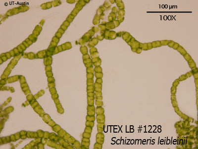 UTEX LB 1228 Schizomeris leibleinii | UTEX Culture Collection of Algae