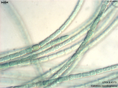 UTEX B 379 Calothrix membranacea | UTEX Culture Collection of Algae