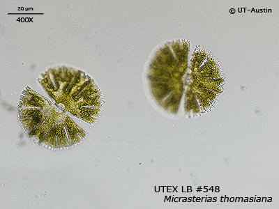 UTEX LB 548 Micrasterias thomasiana | UTEX Culture Collection of Algae