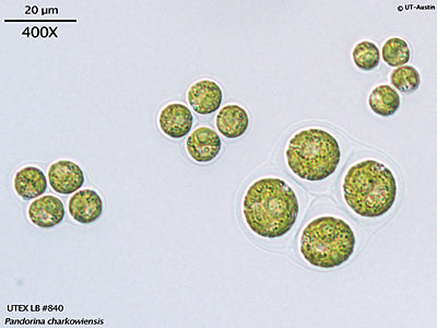 UTEX LB 840 Pandorina charkowiensis | UTEX Culture Collection of Algae