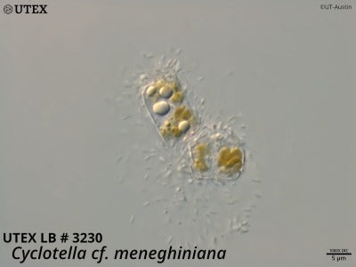 UTEX LB 3230 Cyclotella cf. meneghiniana | UTEX Culture Collection of Algae