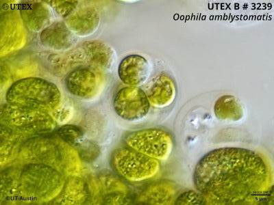 UTEX B 3239 Oophila amblystomatis | UTEX Culture Collection of Algae