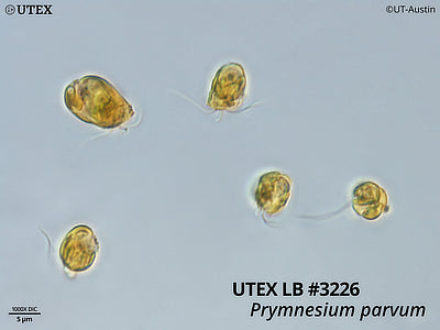 UTEX LB 3226 Prymnesium parvum | UTEX Culture Collection of Algae