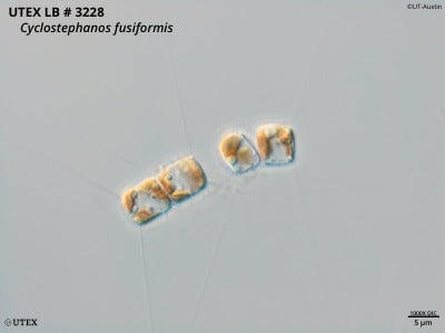 UTEX LB 3228 Cyclostephanos fusiformis | UTEX Culture Collection of Algae
