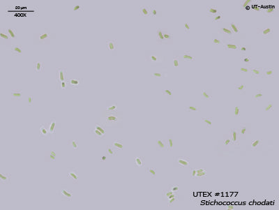 UTEX 1177 Stichococcus chodati | UTEX Culture Collection of Algae