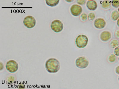 Algae Express UTEX 1230 Chlorella sorokiniana | UTEX Culture Collection of Algae