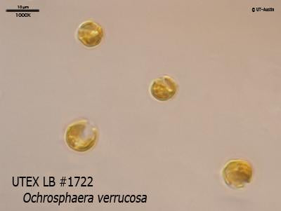 UTEX LB 1722 Ochrosphaera verrucosa | UTEX Culture Collection of Algae
