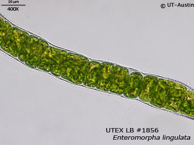 UTEX LB 1856 Enteromorpha lingulata | UTEX Culture Collection of Algae