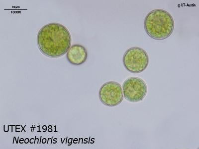 UTEX 1981 Neochloris vigensis | UTEX Culture Collection of Algae