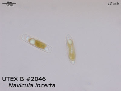 UTEX B 2046 Navicula incerta | UTEX Culture Collection of Algae