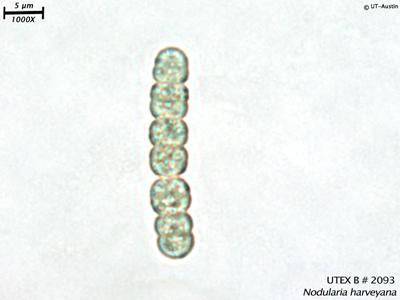 UTEX B 2093 Nodularia harveyana | UTEX Culture Collection of Algae