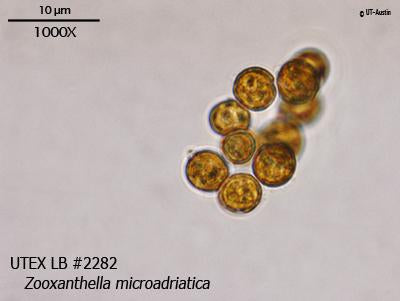 UTEX LB 2282 Zooxanthella microadriatica | UTEX Culture Collection of Algae