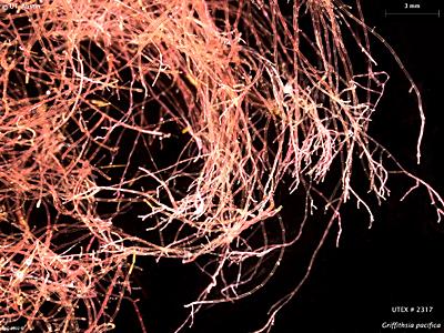 UTEX LB 2317 Griffithsia pacifica | UTEX Culture Collection of Algae