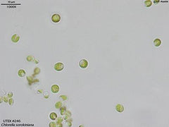 chlorella cell size