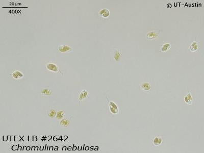 UTEX LB 2642 Chromulina nebulosa | UTEX Culture Collection of Algae
