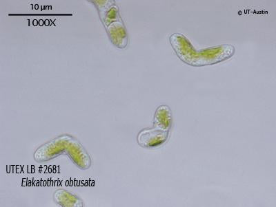 UTEX 2681 Elakatothrix obtusata | UTEX Culture Collection of Algae