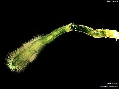 UTEX LB 2691 Neomeris dumetosa | UTEX Culture Collection of Algae