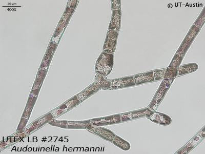 UTEX LB 2745 Audouinella hermannii | UTEX Culture Collection of Algae