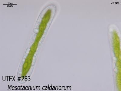 UTEX B 283 Mesotaenium caldariorum | UTEX Culture Collection of Algae