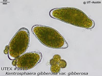 UTEX 2913 Kentrosphaera gibberosa var. gibberosa | UTEX Culture ...