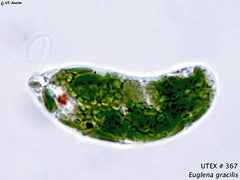 euglena kiddle