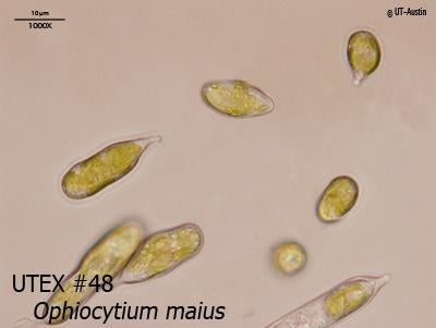 UTEX 48 Ophiocytium maius | UTEX Culture Collection of Algae