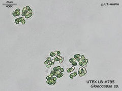 gloeocapsa 40x