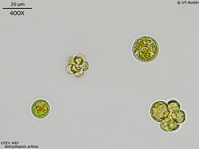 UTEX B 87 Botrydiopsis arhiza | UTEX Culture Collection of Algae