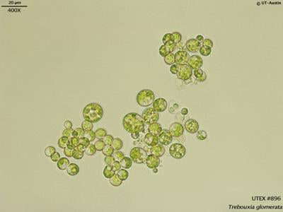 UTEX B 896 Trebouxia glomerata | UTEX Culture Collection of Algae