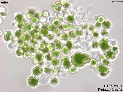 UTEX B 911 Trebouxia erici | UTEX Culture Collection of Algae