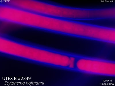 UTEX B 2349 Scytonema hofmanni | UTEX Culture Collection of Algae