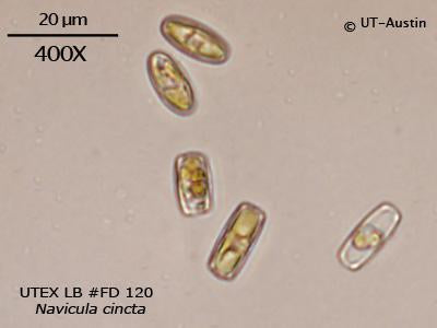 UTEX LB FD120 Navicula cincta | UTEX Culture Collection of Algae