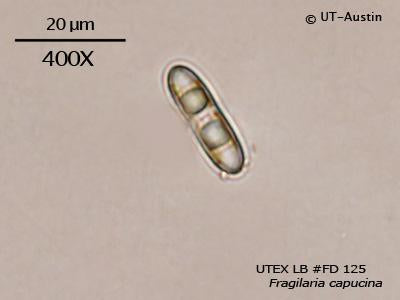 UTEX LB FD125 Fragilaria capucina | UTEX Culture Collection of Algae