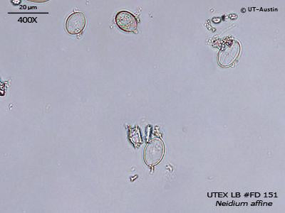 UTEX LB FD151 Neidium affine | UTEX Culture Collection of Algae