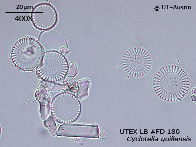 UTEX LB FD180 Cyclotella quillensis | UTEX Culture Collection of Algae