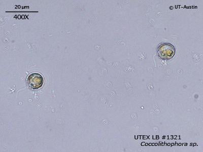 UTEX LB 1321 Coccolithophora sp. | UTEX Culture Collection of Algae
