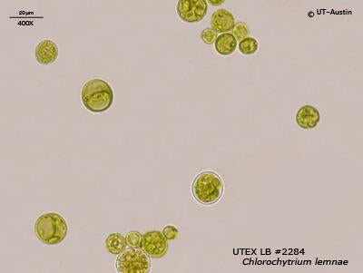 UTEX LB 2284 Chlorochytrium lemnae | UTEX Culture Collection of Algae