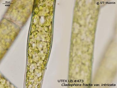 Cladophora Microscope Labeled
