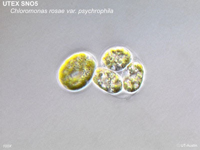 UTEX B SNO5 Chloromonas rosae var. psychrophila | UTEX Culture ...